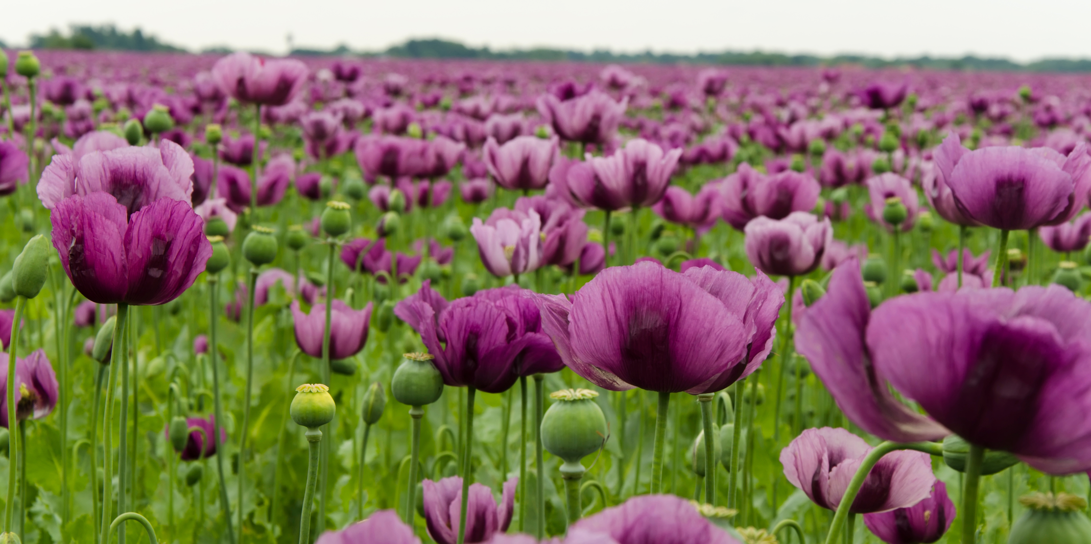 Remembrance Day: Who do the different coloured poppies represent ...