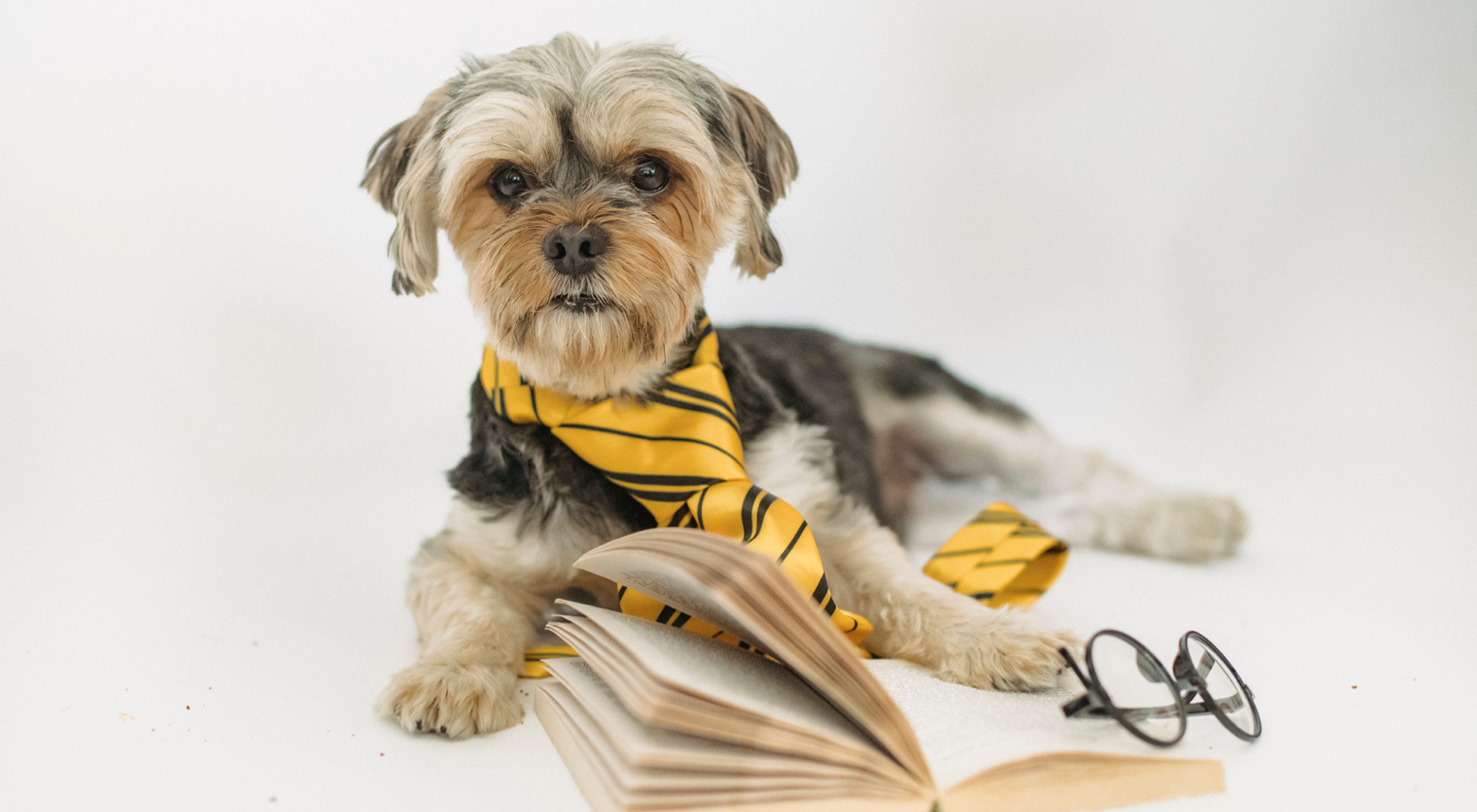 World Book Day - Our favourite dogs – Hugo & Hudson London
