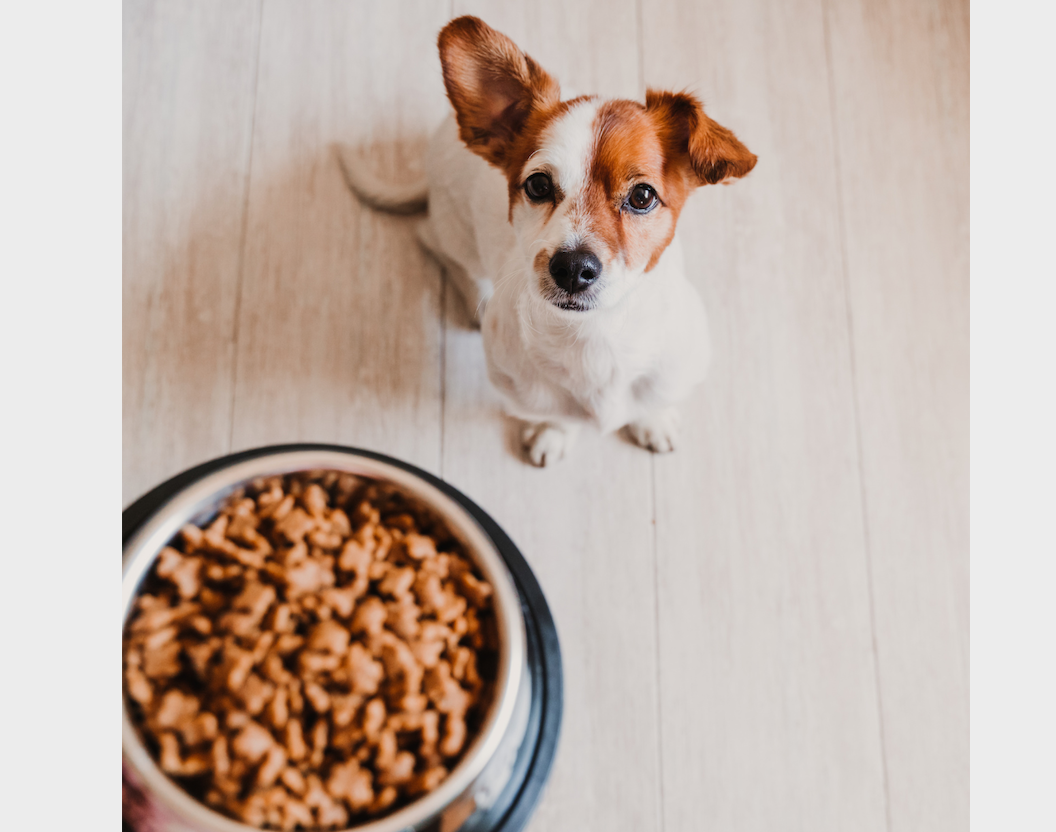 Love, Not Extra Pounds: Tackling Dog Obesity on Pet Obesity Day – Hugo ...