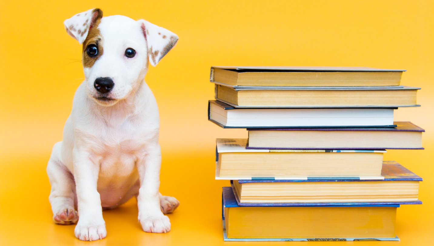 Dogs on World Book Day – Hugo & Hudson London