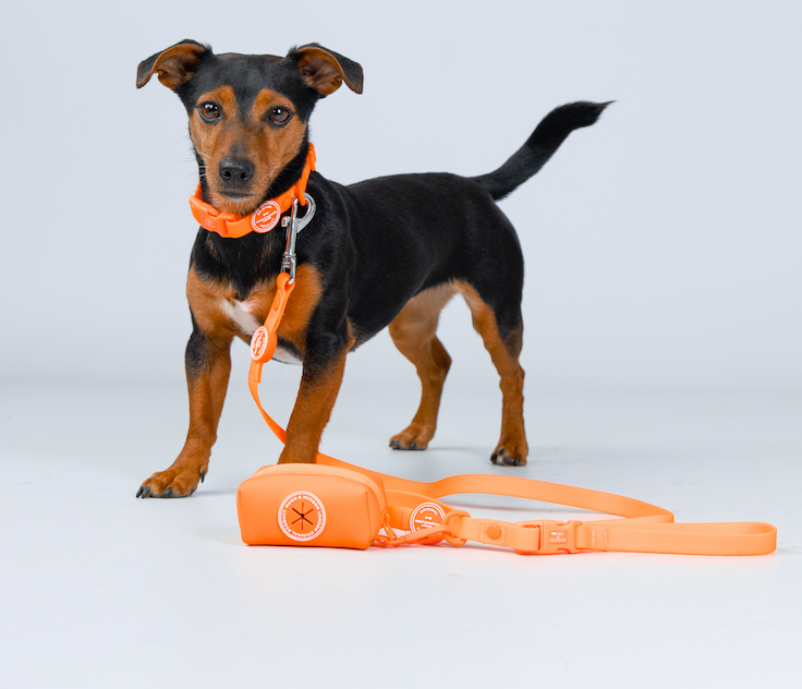 The Tail Tale: Understanding and caring for your dog's tail – Hugo ...