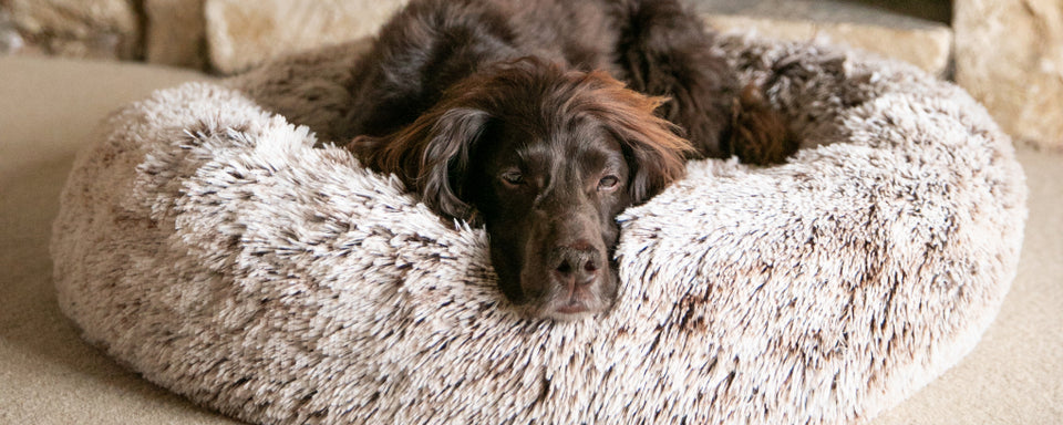 Hugo & Hudson x Hackett Dog Lead – Hugo & Hudson London