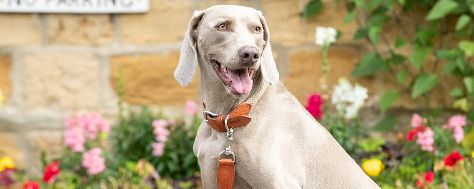 Hugo & Hudson x Hackett Dog Harness – Hugo & Hudson London