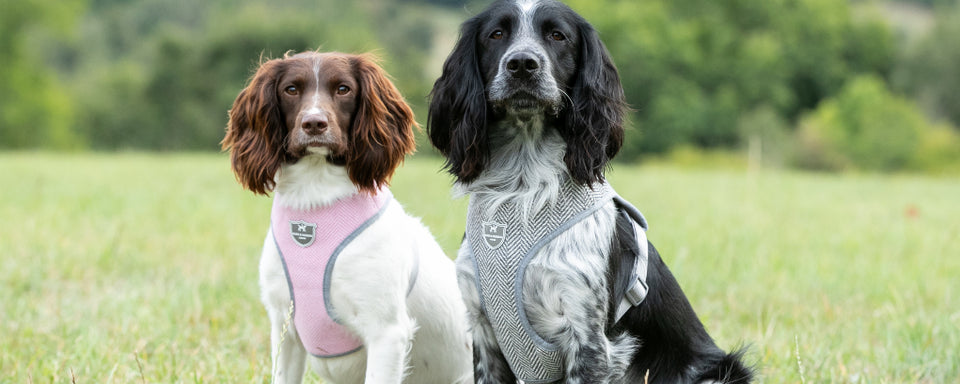 Hugo & Hudson x Hackett Dog Harness – Hugo & Hudson London