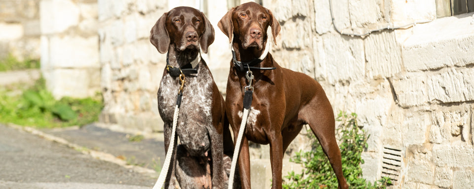 Hugo & Hudson x Hackett Dog Collars – Hugo & Hudson London