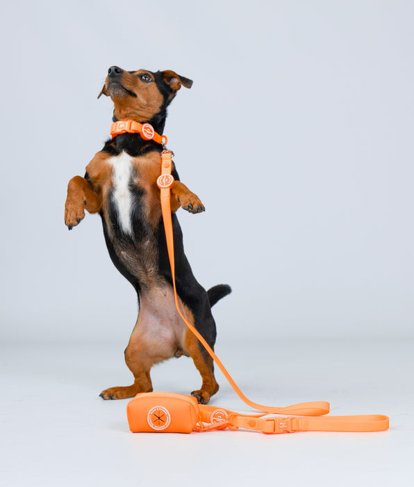 Luxury Dog Apparel and Accessories – Hugo & Hudson London