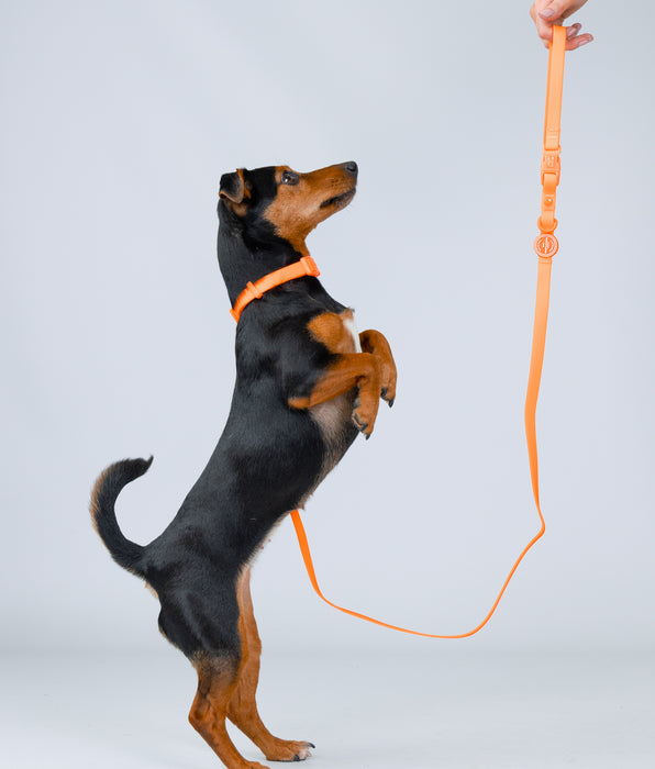 Luxury Dog Apparel and Accessories – Hugo & Hudson London