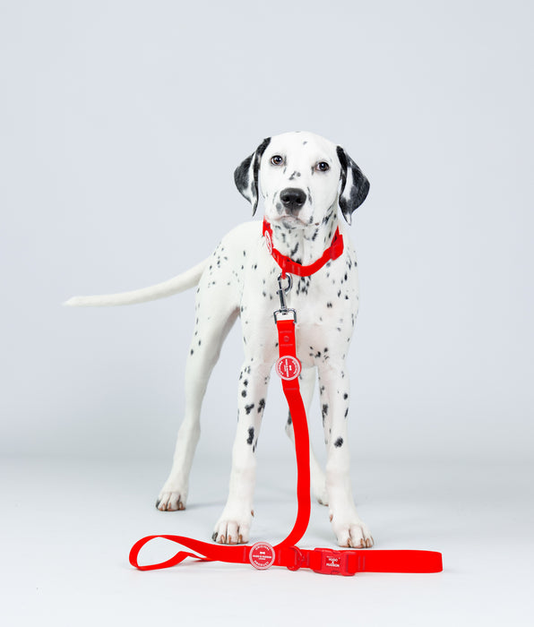 Luxury Dog Apparel and Accessories – Hugo & Hudson London