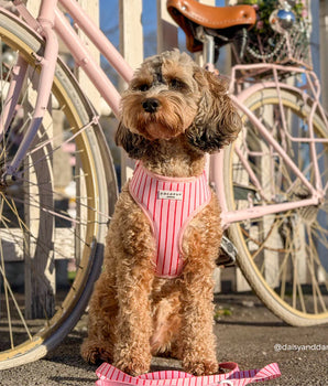 Cocopup London Collection – Hugo & Hudson London