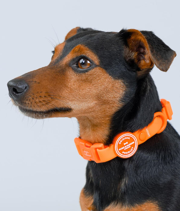 Premium Pet Accessories for Dogs – Hugo & Hudson London