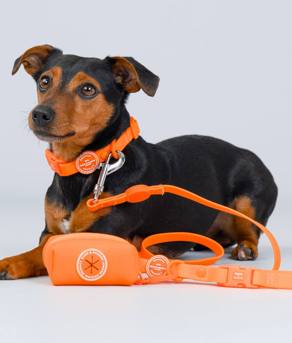 Premium Pet Accessories for Dogs – Hugo & Hudson London