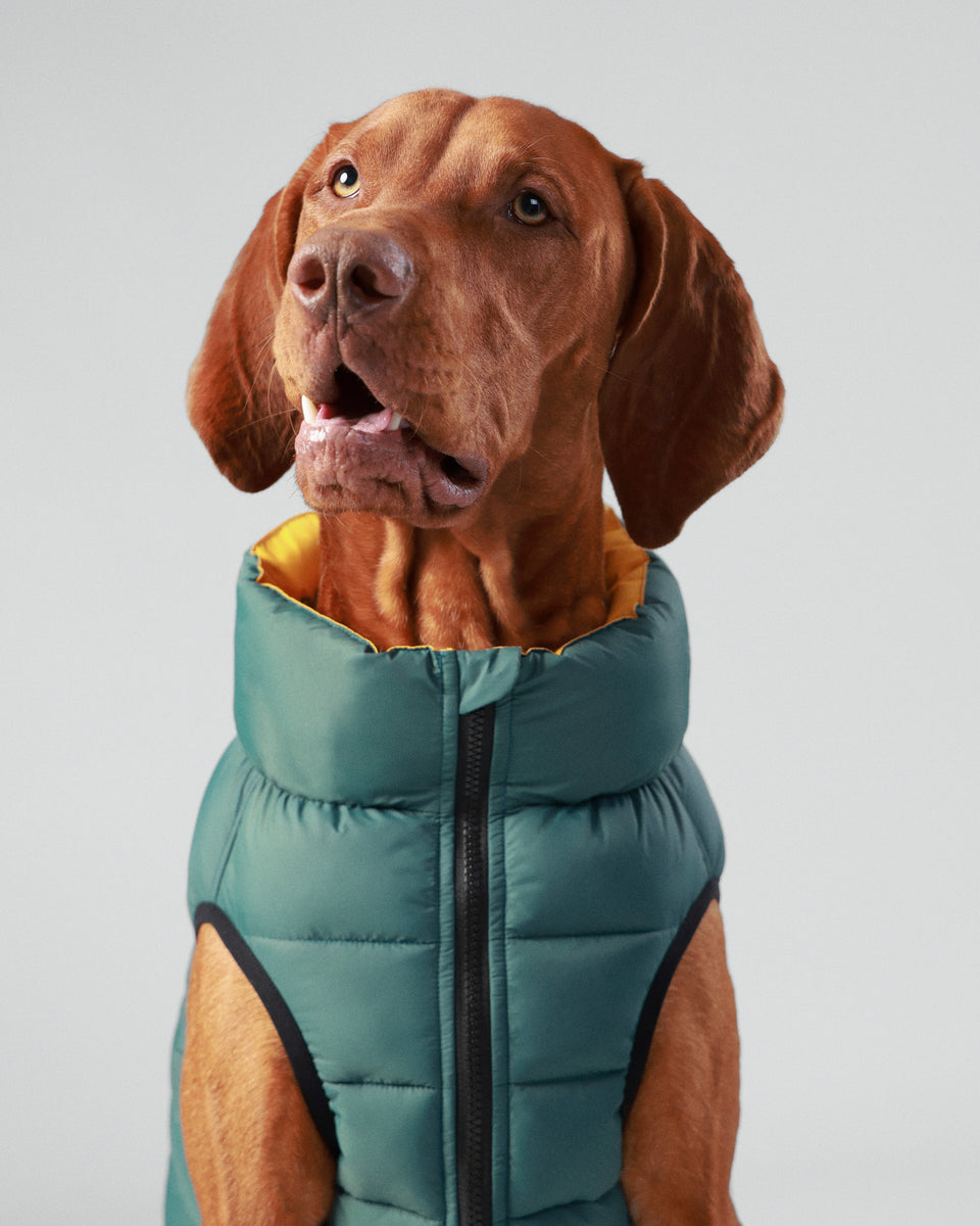 Forest Green & Gold Dog Puffer Jacket – Hugo & Hudson London