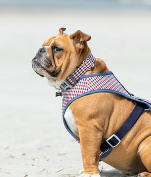 Hugo & Hudson x Hackett Dog Harness – Hugo & Hudson London