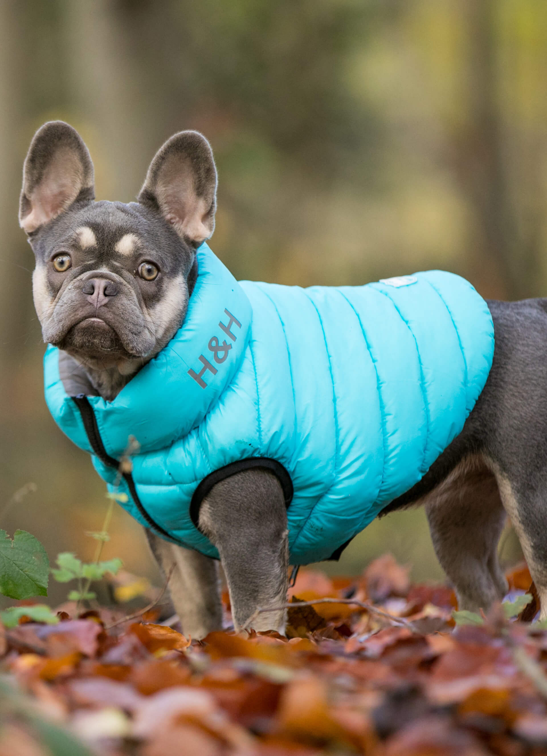 Light Blue and Grey Dog Puffer Jacket – Hugo & Hudson London