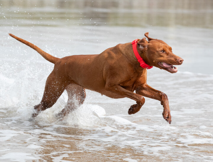 Luxury Dog Apparel and Accessories – Hugo & Hudson London