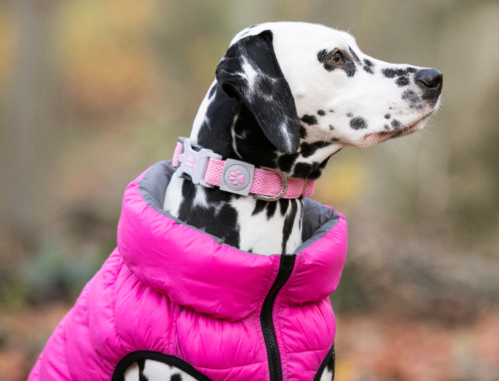 Luxury Dog Apparel and Accessories – Hugo & Hudson London