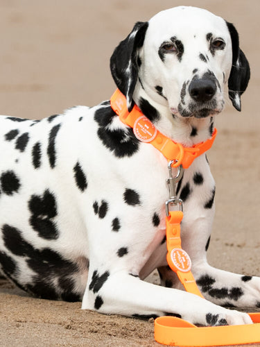 Luxury Dog Apparel and Accessories – Hugo & Hudson London