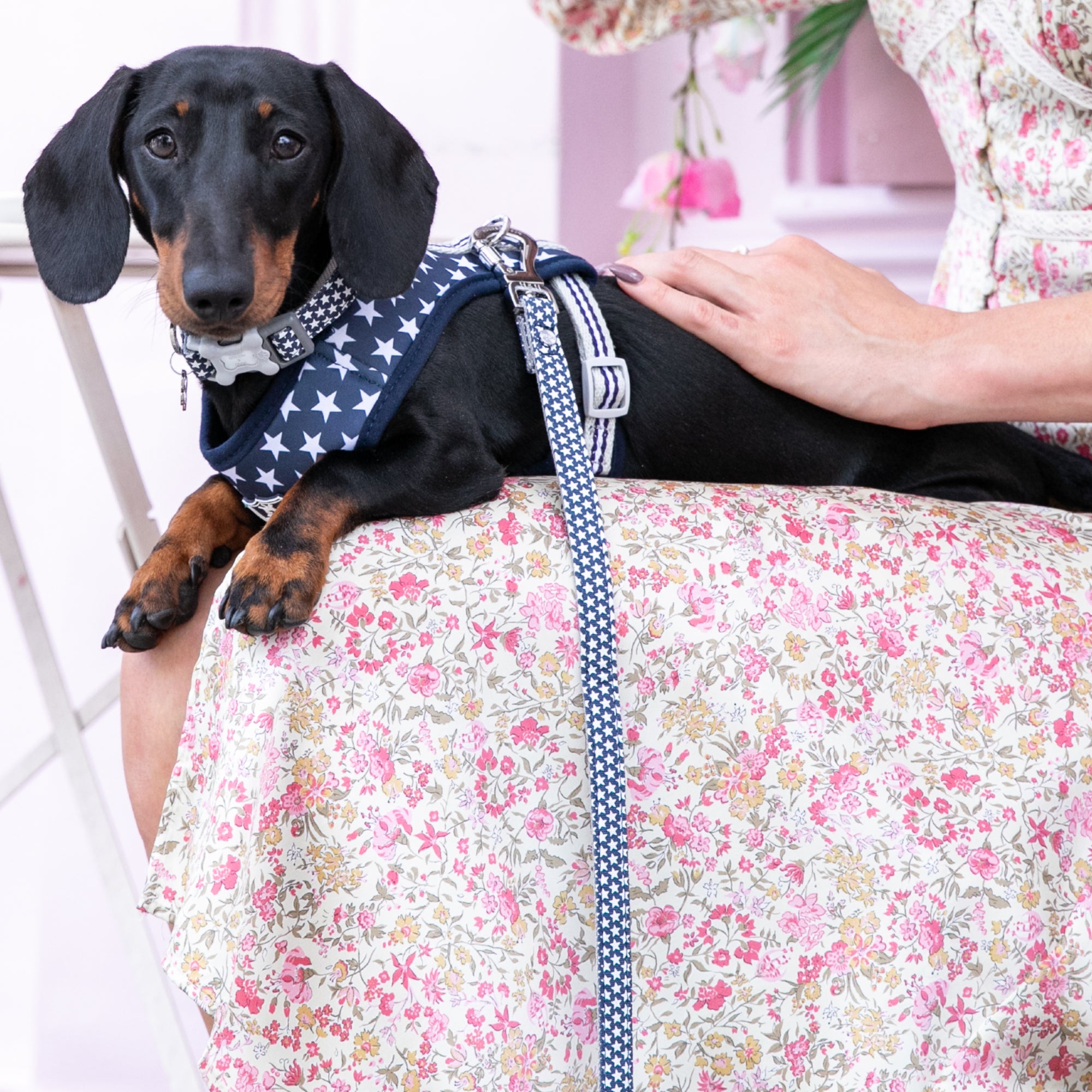 Fabric Dog Lead - Navy Star – Hugo & Hudson London